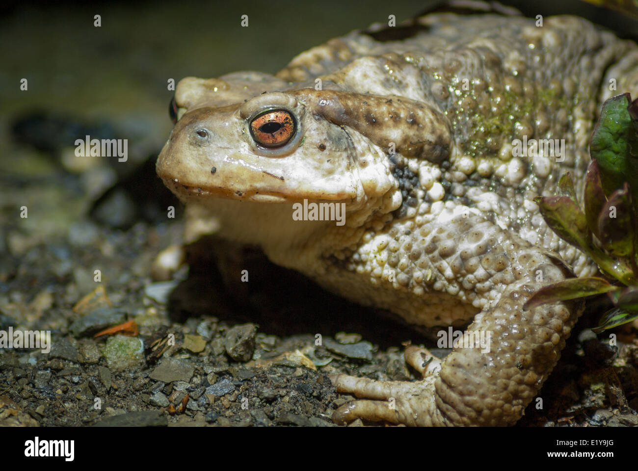 Common Toad at night in Italy Stock Photo - Alamy
