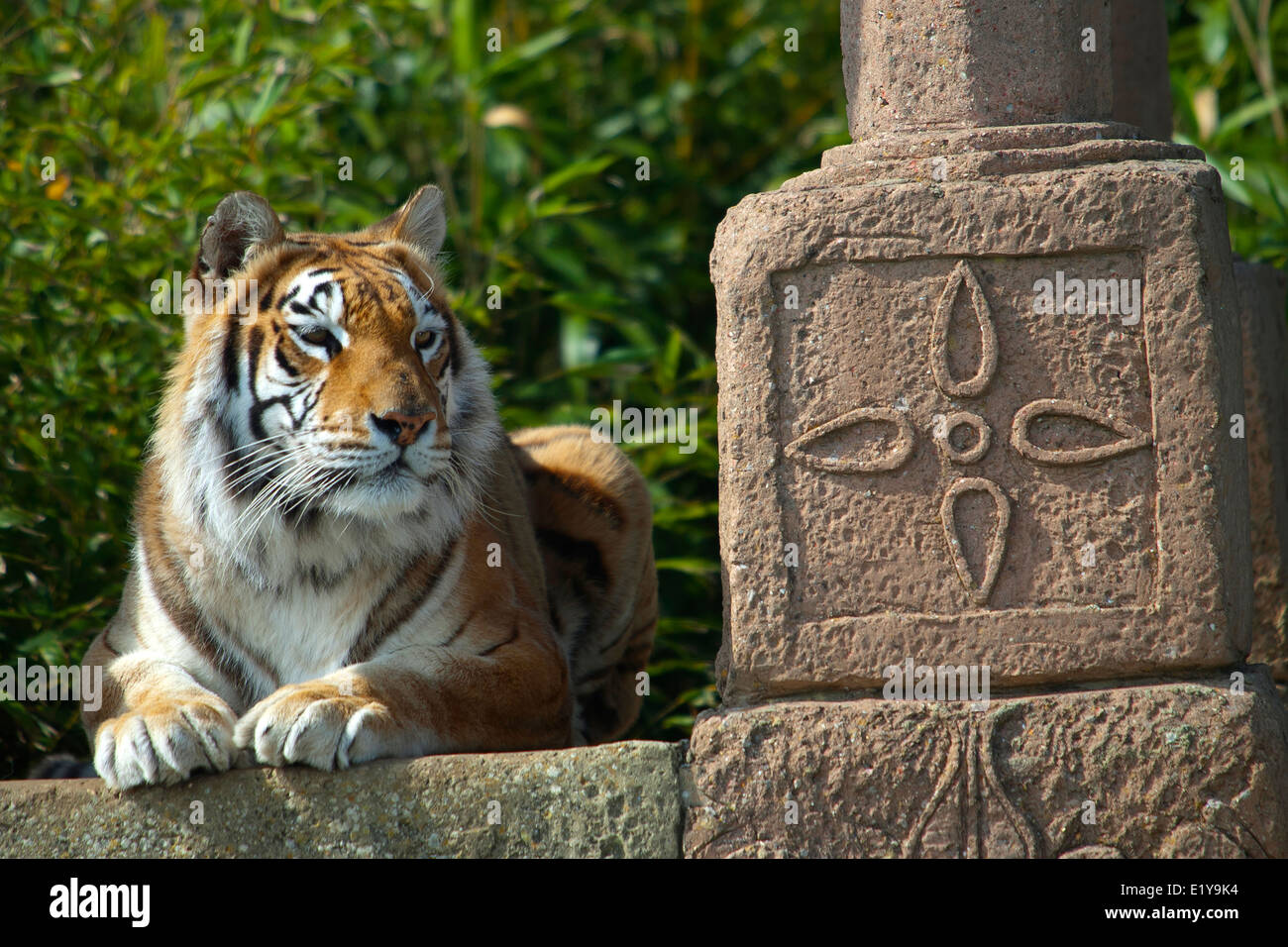 Animal Mammel Bengal Tiger Sandown Zoo Isle of Wight England UK Stock ...