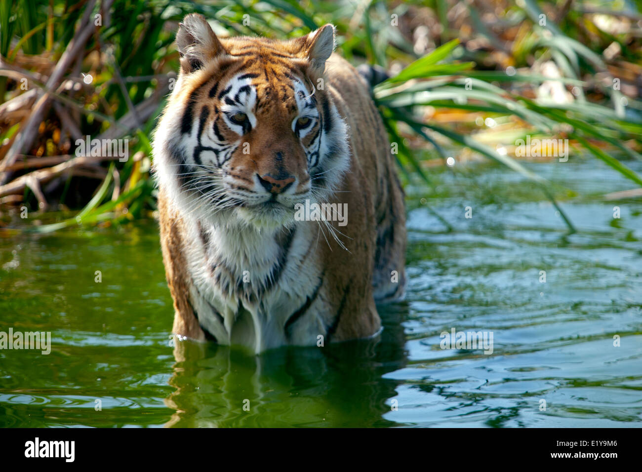 Animal Mammel Bengal Tiger Sandown Zoo Isle of Wight England UK Stock ...