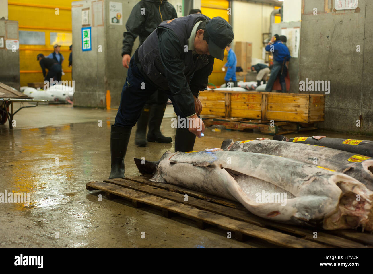 Tokyo tuna auction hi-res stock photography and images - Alamy
