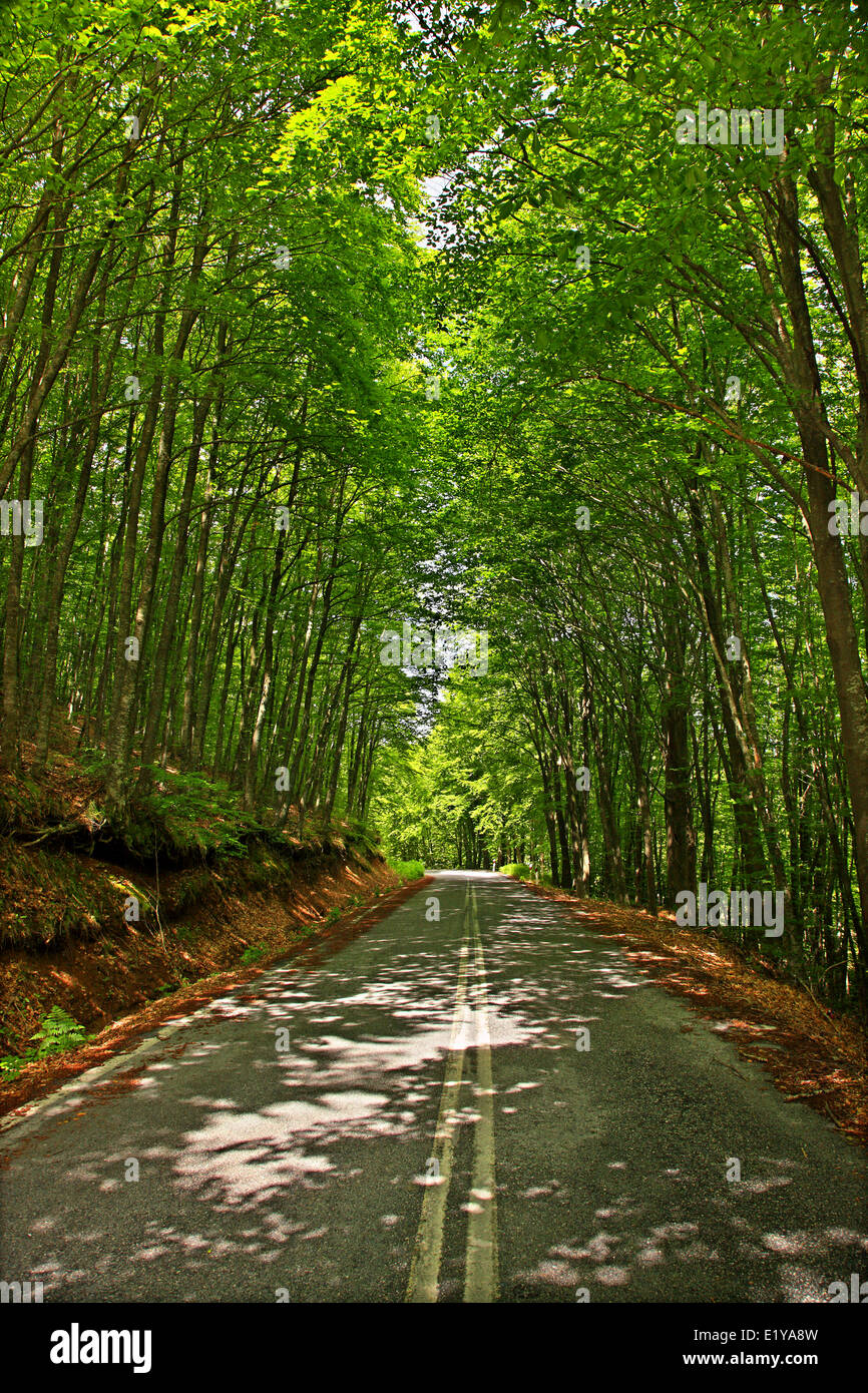 Greece forest hi-res stock photography and images - Alamy