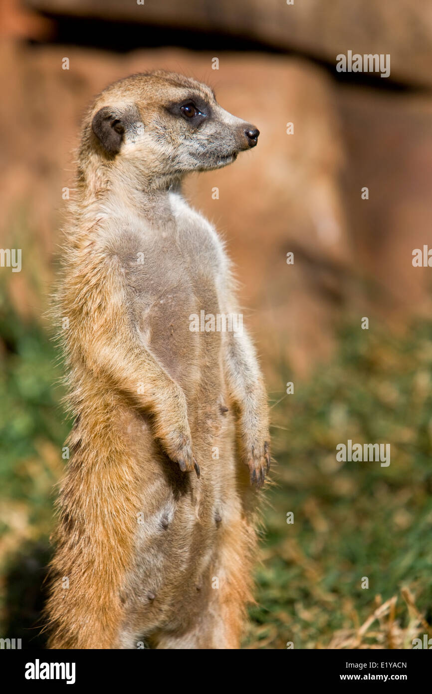 Meerkat or suricate ( Suricata suricatta Stock Photo - Alamy