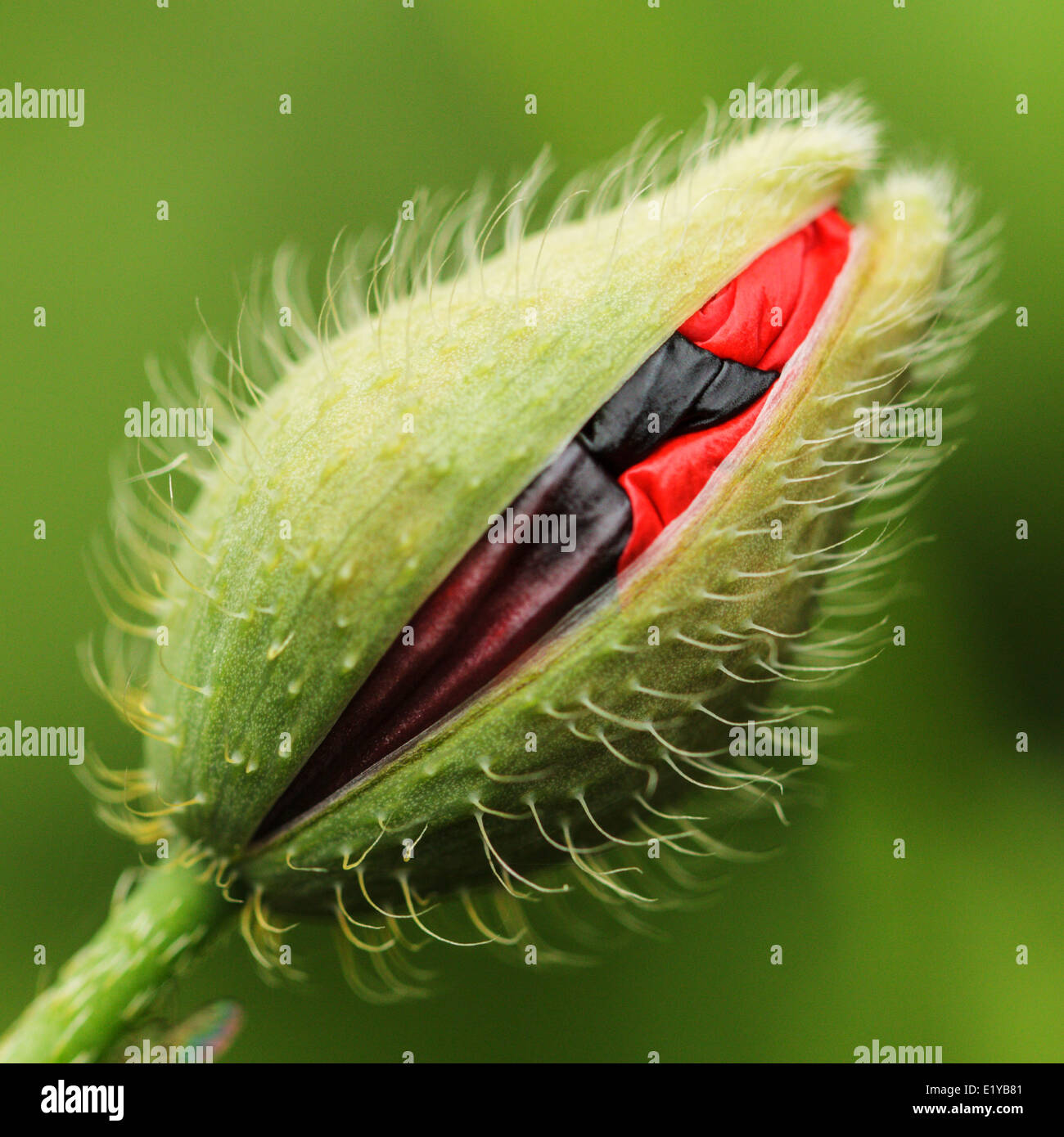 Poppy bud about to open Stock Photo - Alamy