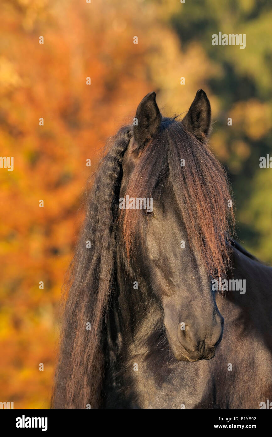 Friesian horse in autumn evening Stock Photo - Alamy