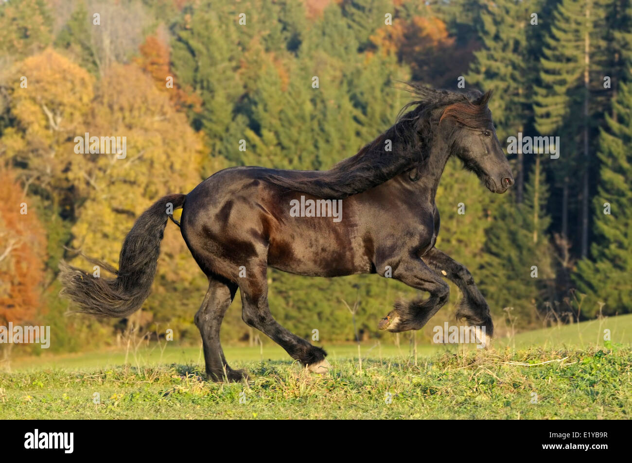 Friesian Horse Galloping Meadow High Resolution Stock Photography and ...