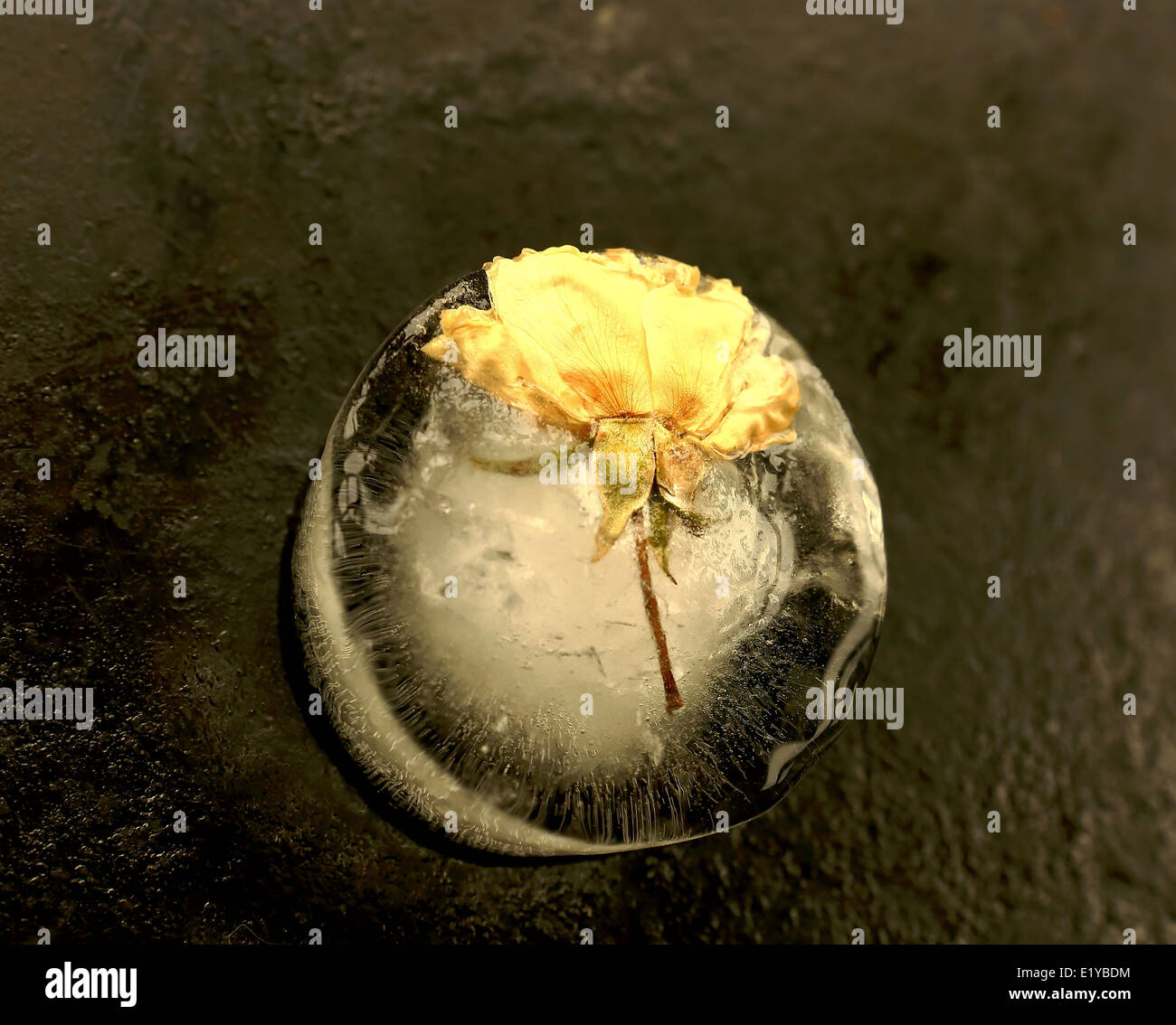 Frozen rose-yellow flower Stock Photo - Alamy