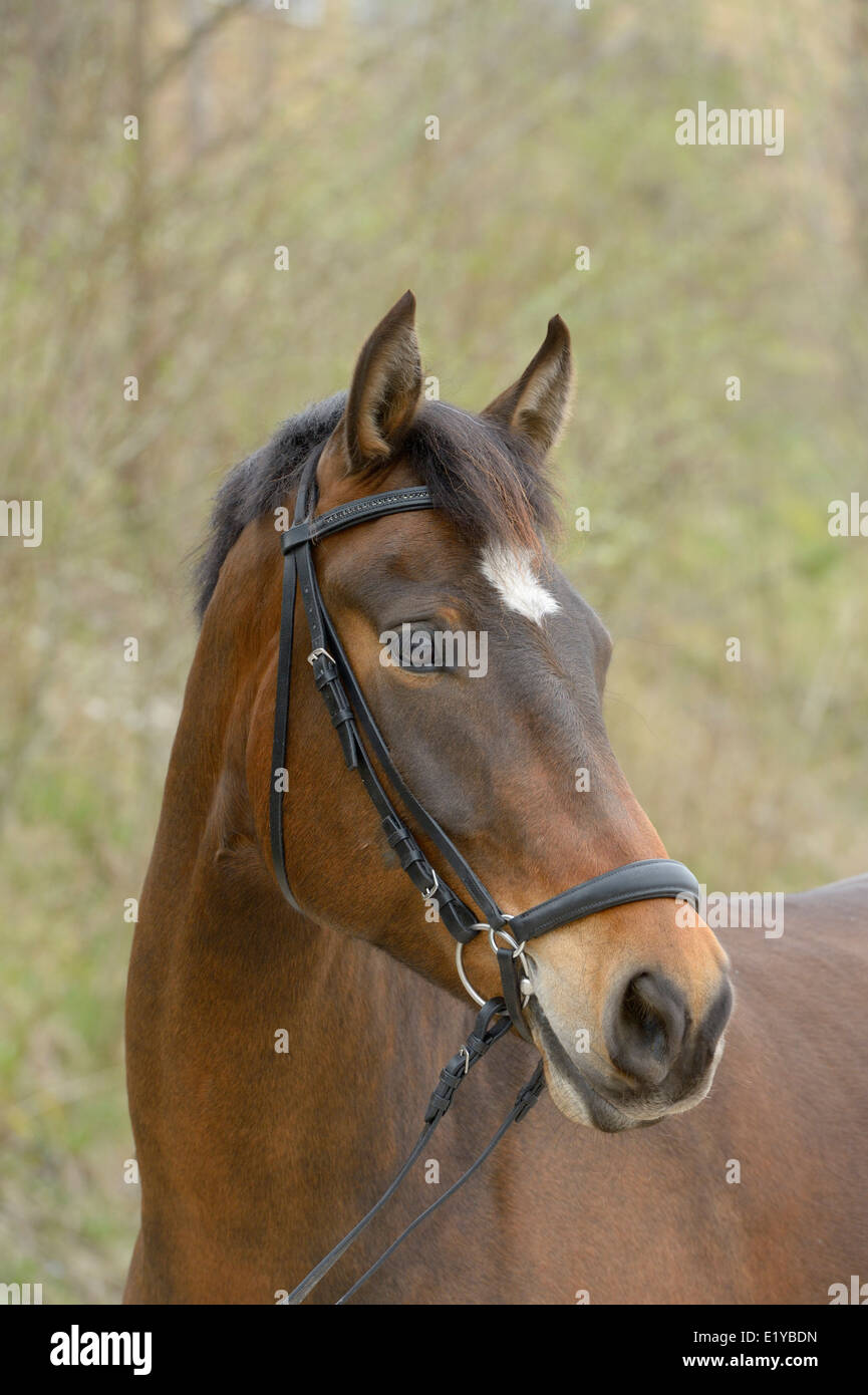Freiberger horse hi-res stock photography and images - Alamy