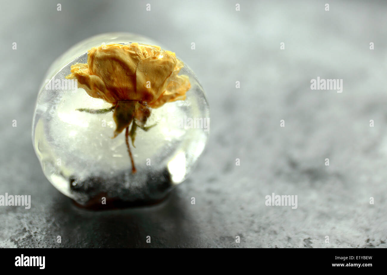 Sodden rose hi-res stock photography and images - Alamy