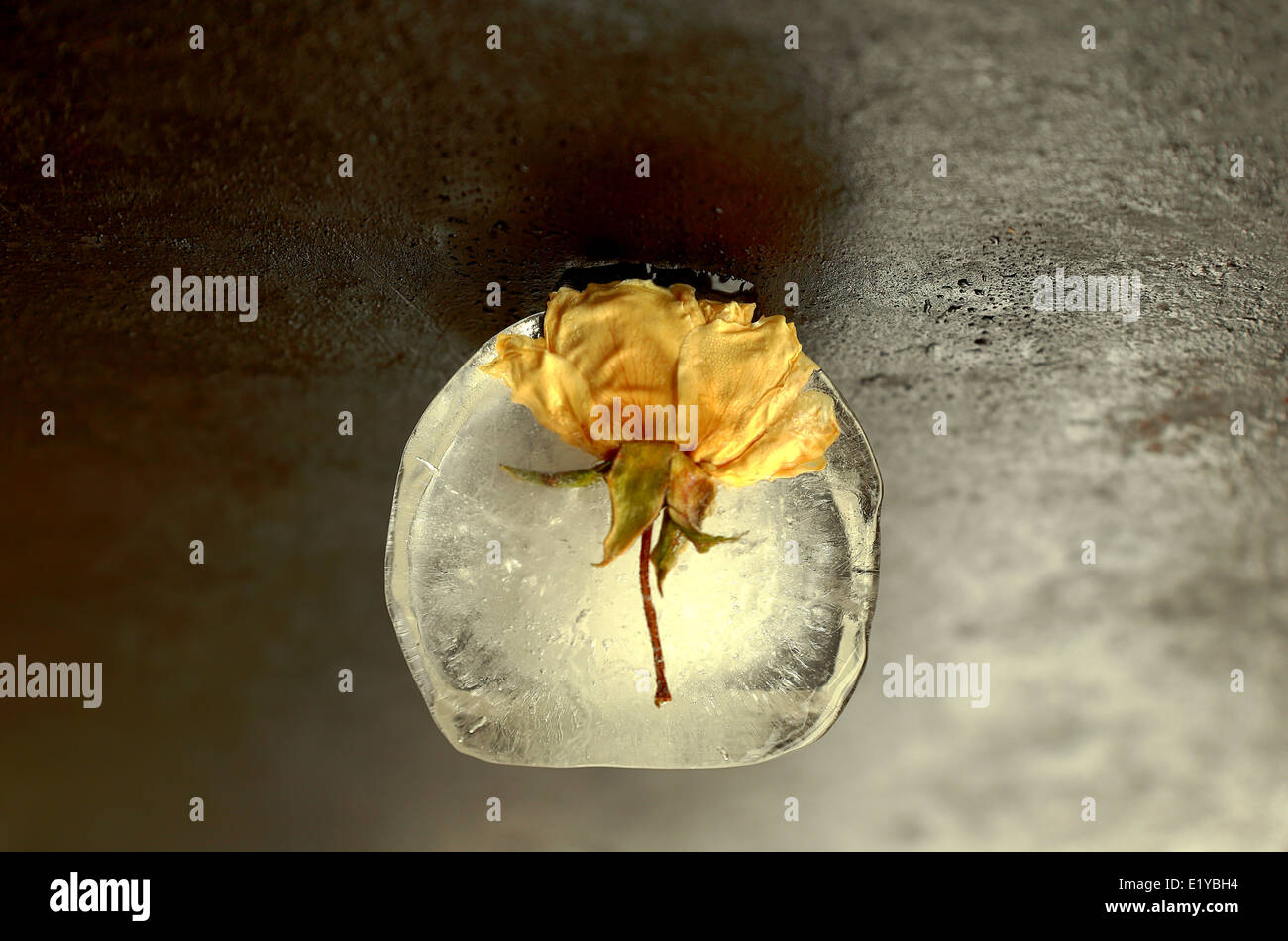 Ice & rose Stock Photo - Alamy