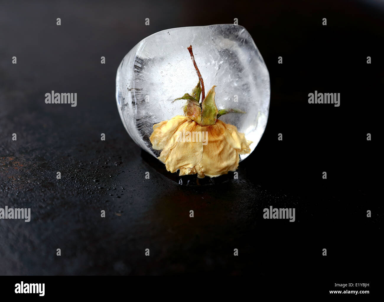 Ice with rose Stock Photo - Alamy