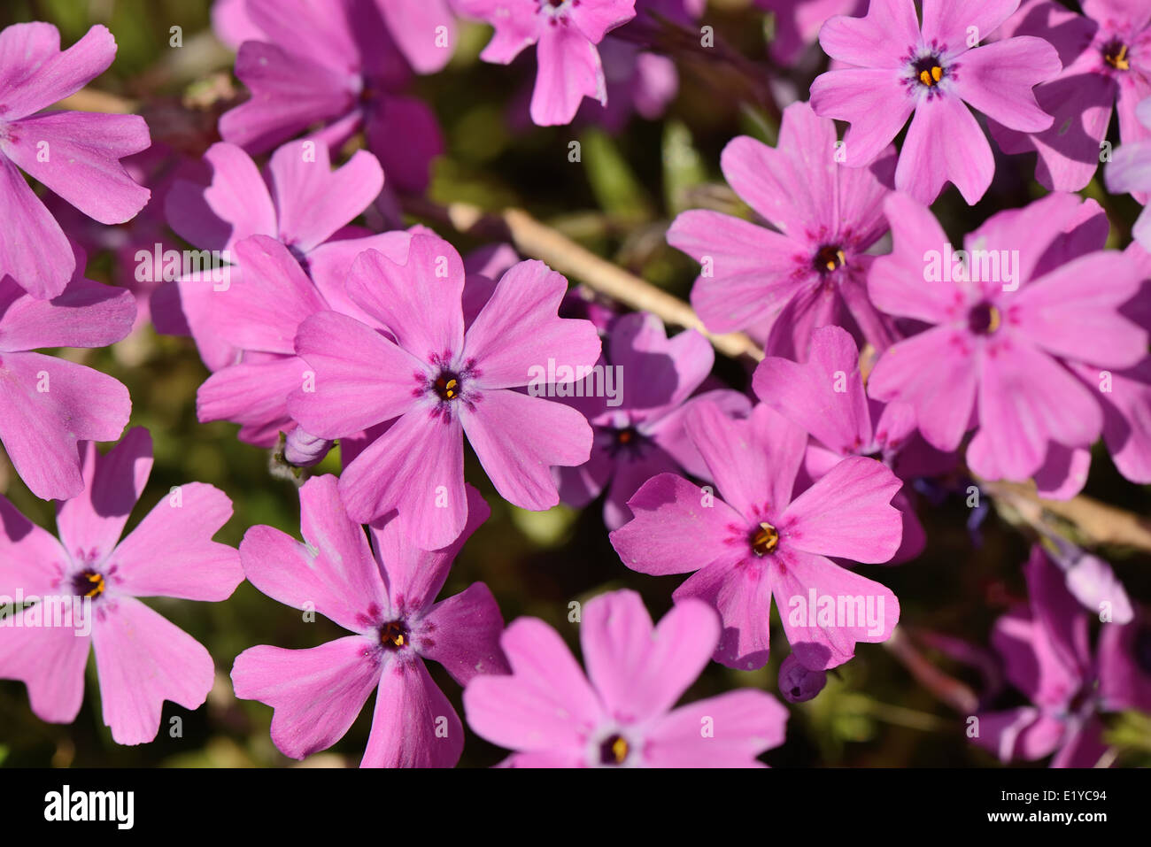Phlox pink flowers hi-res stock photography and images - Alamy
