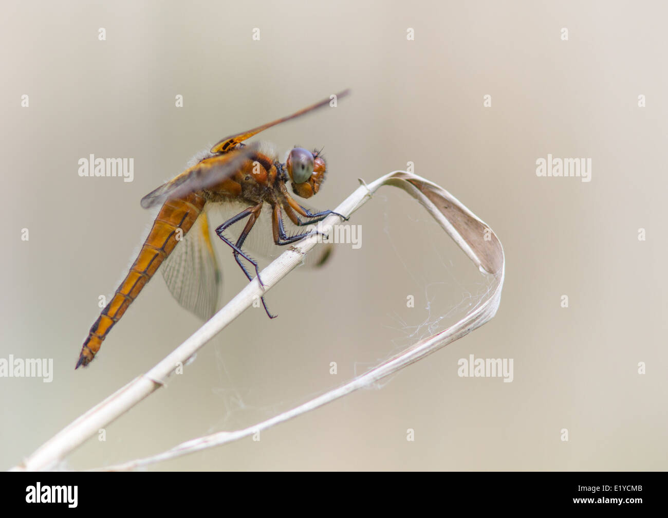 Scarce Chaser dragonfly (Libellula fulva Stock Photo - Alamy