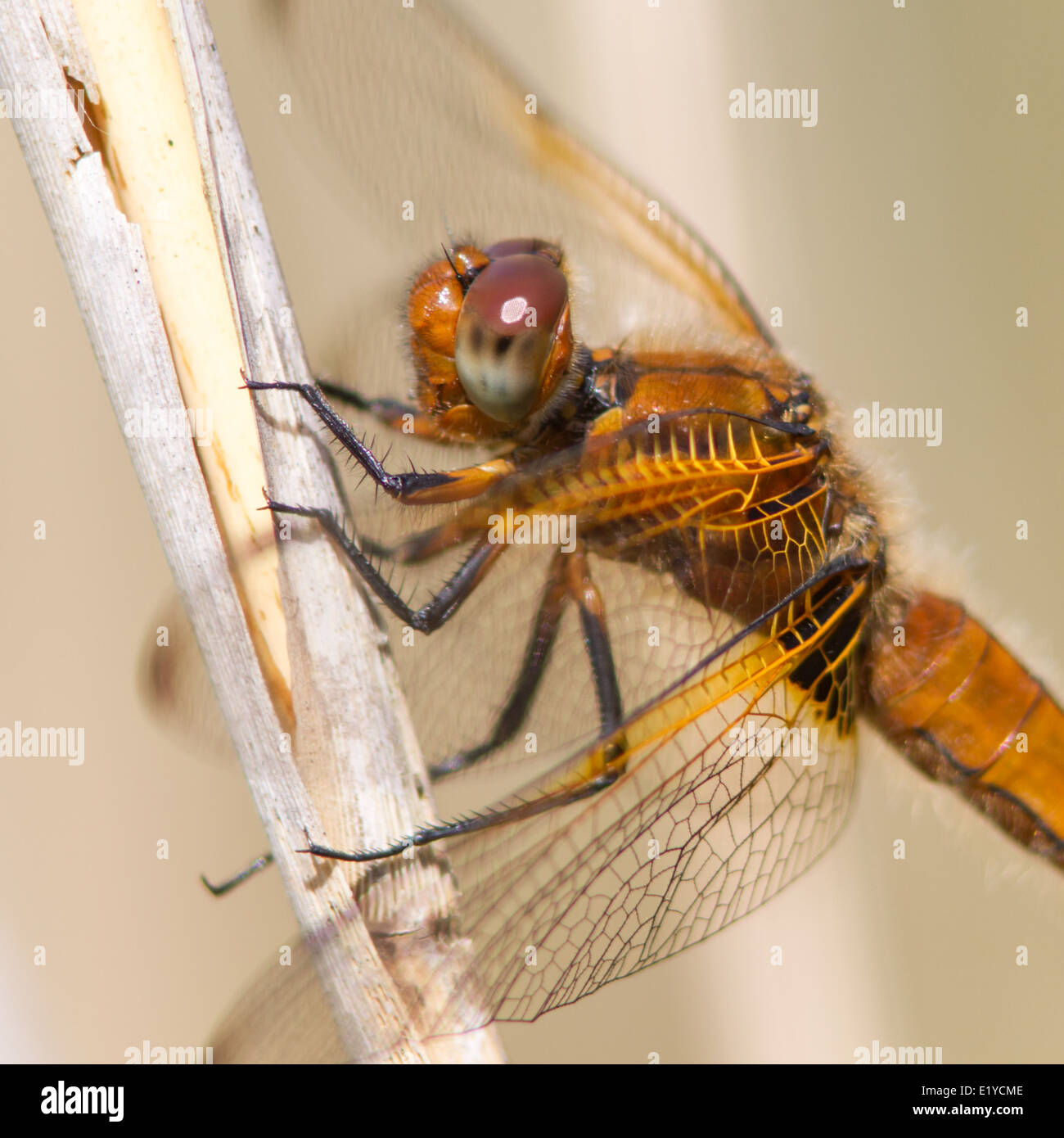 Scarce Chaser dragonfly (Libellula fulva Stock Photo - Alamy