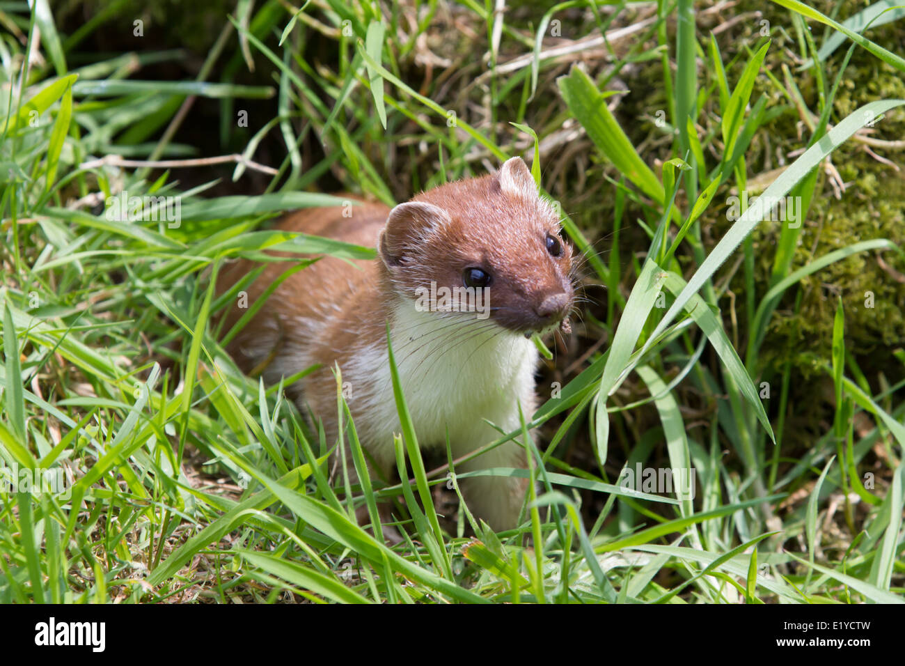 Weasel And Stoat High Resolution Stock Photography and Images - Alamy
