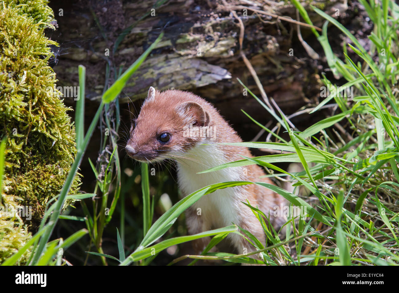White stoat ermine uk hi-res stock photography and images - Alamy
