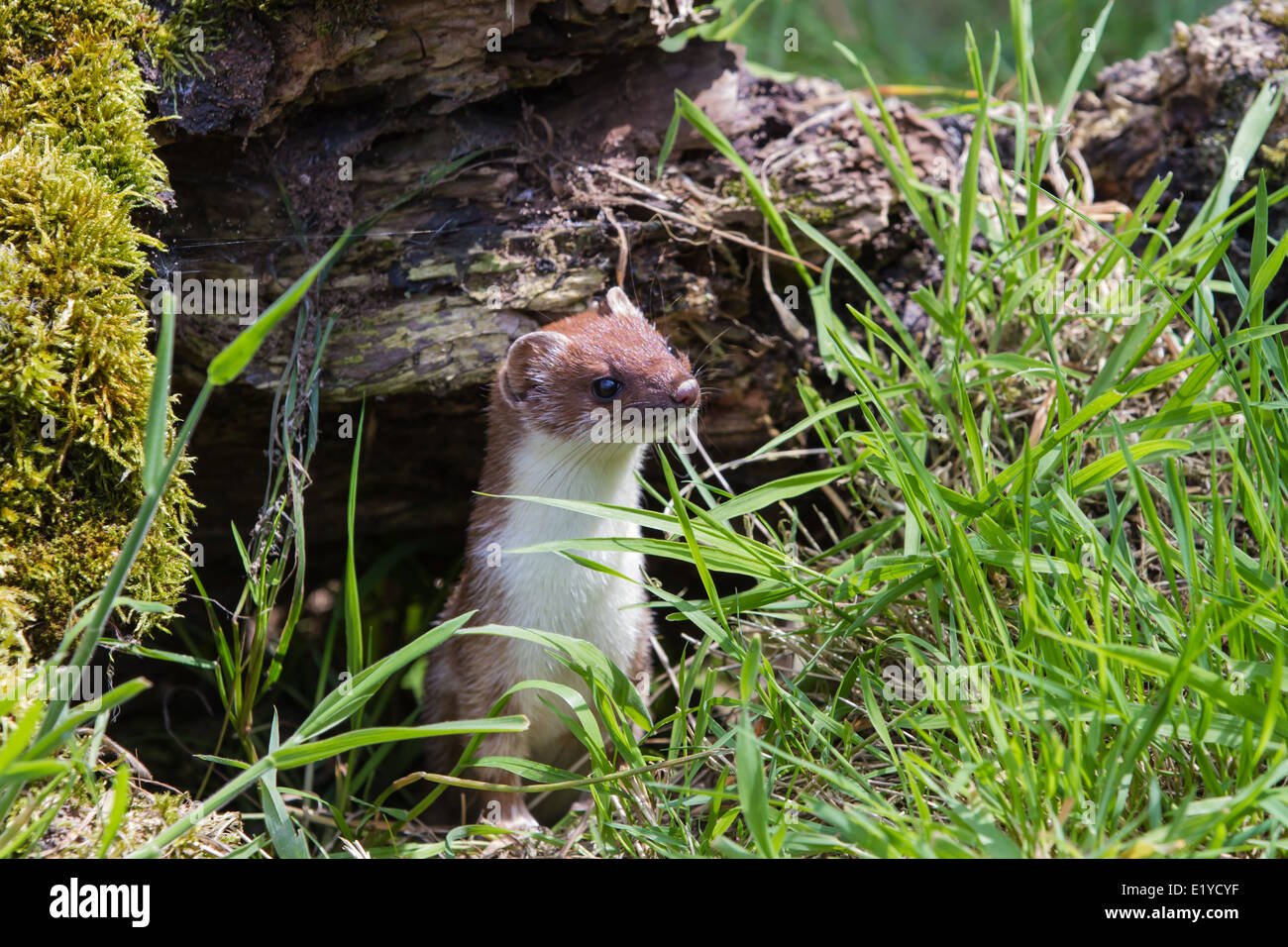 White Stoat Uk High Resolution Stock Photography and Images - Alamy