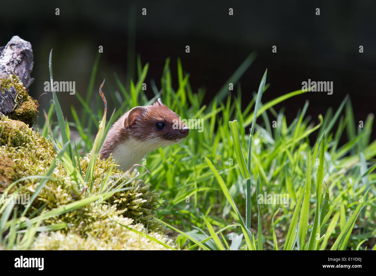White stoat ermine uk hi-res stock photography and images - Alamy