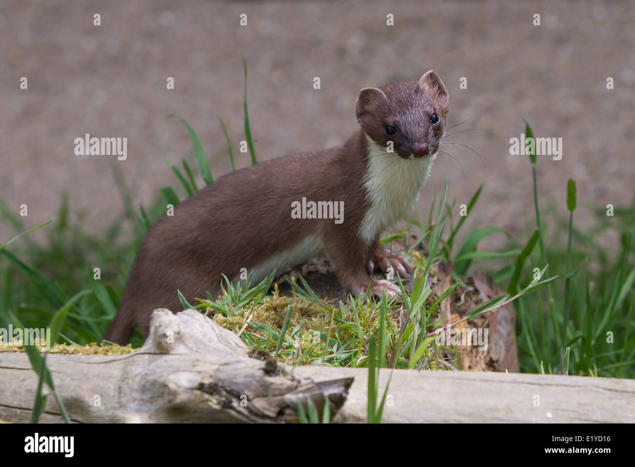 Stoat uk hi-res stock photography and images - Alamy