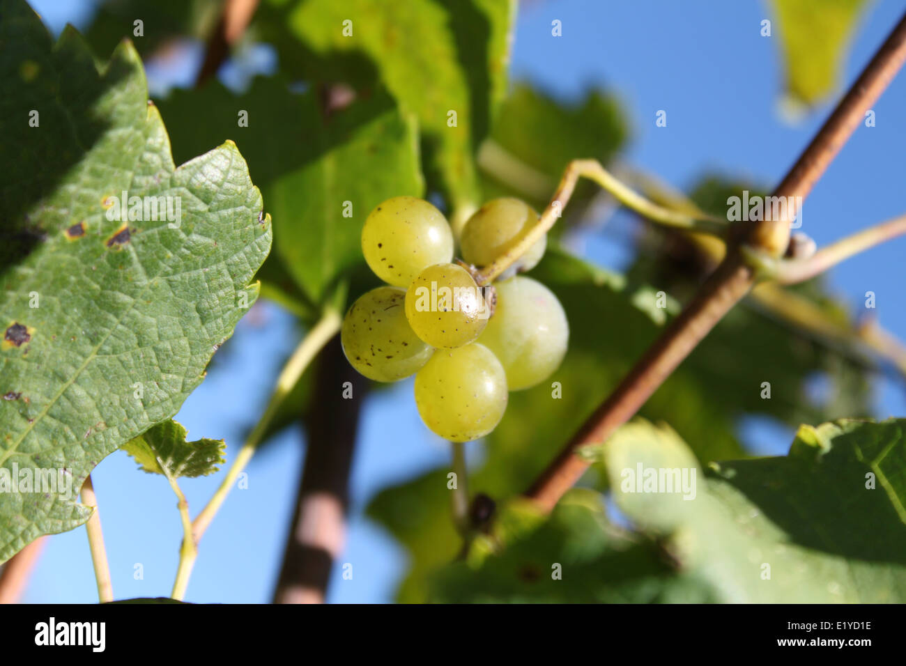 Little grape in the blue sky Stock Photo - Alamy