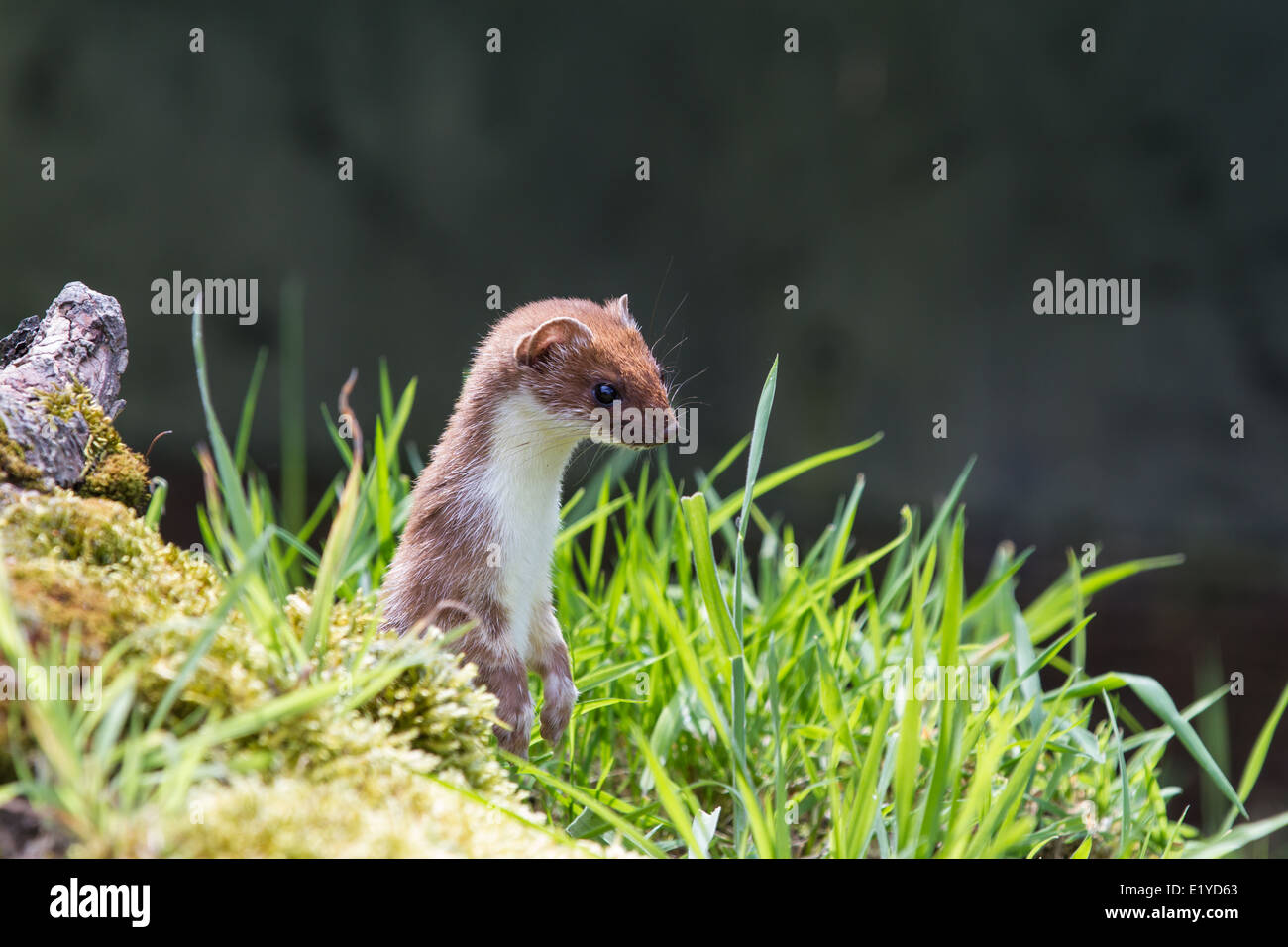 Stoat hi-res stock photography and images - Alamy