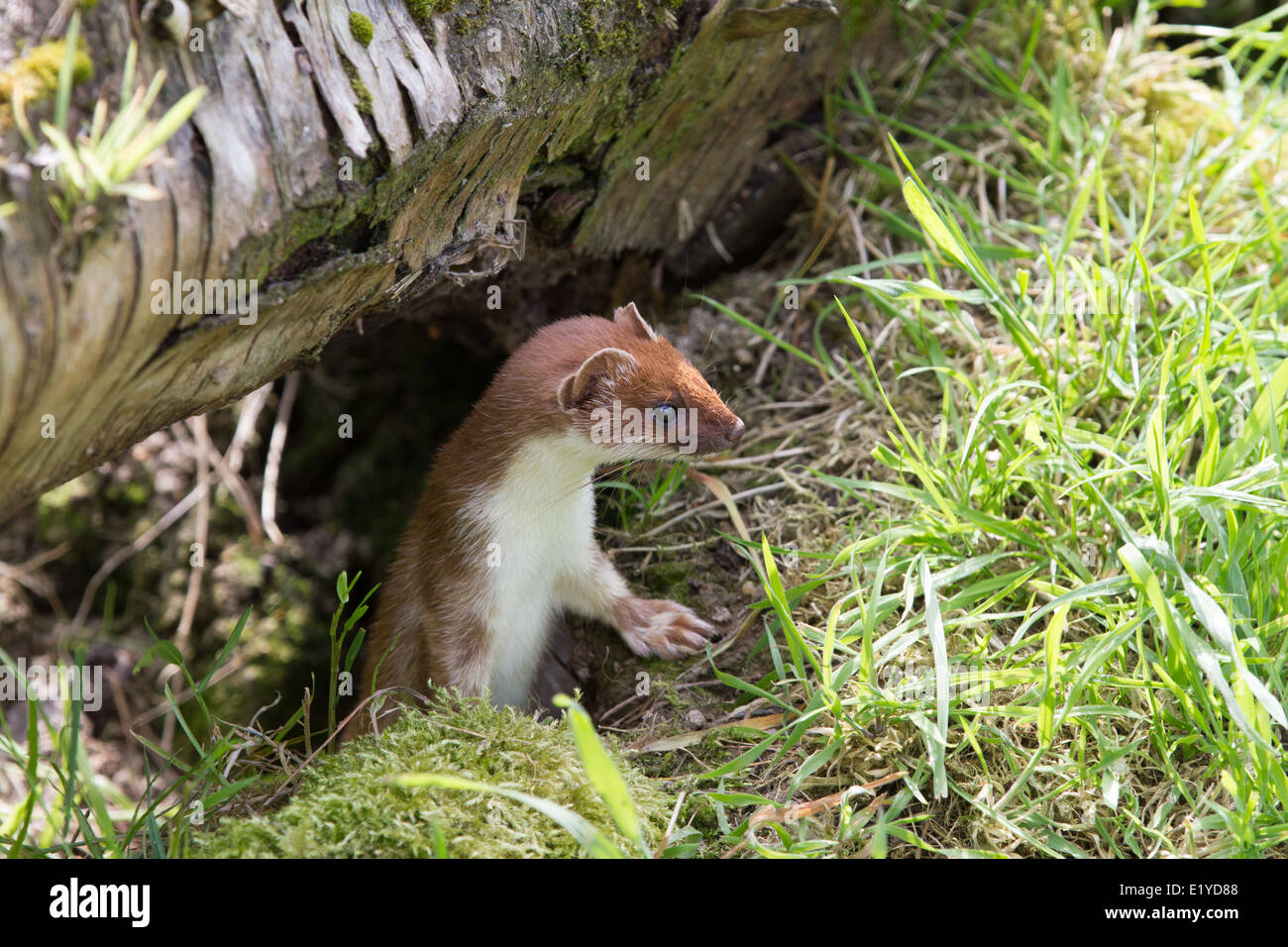 White Stoat Uk High Resolution Stock Photography and Images - Alamy
