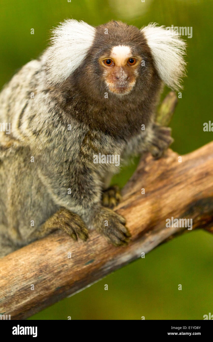 Common marmoset hi-res stock photography and images - Alamy