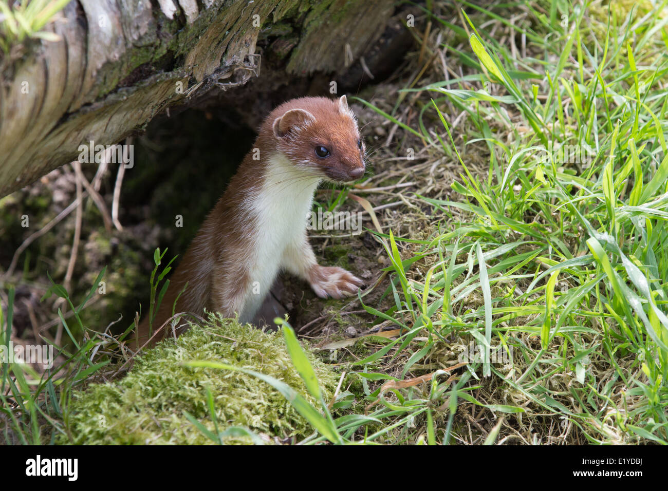 Stoat hunting uk hi-res stock photography and images - Alamy