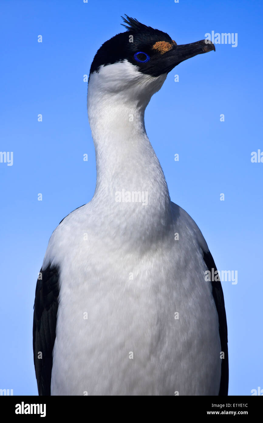 portrait of wild blue-eyed bird in Antarctica Stock Photo - Alamy