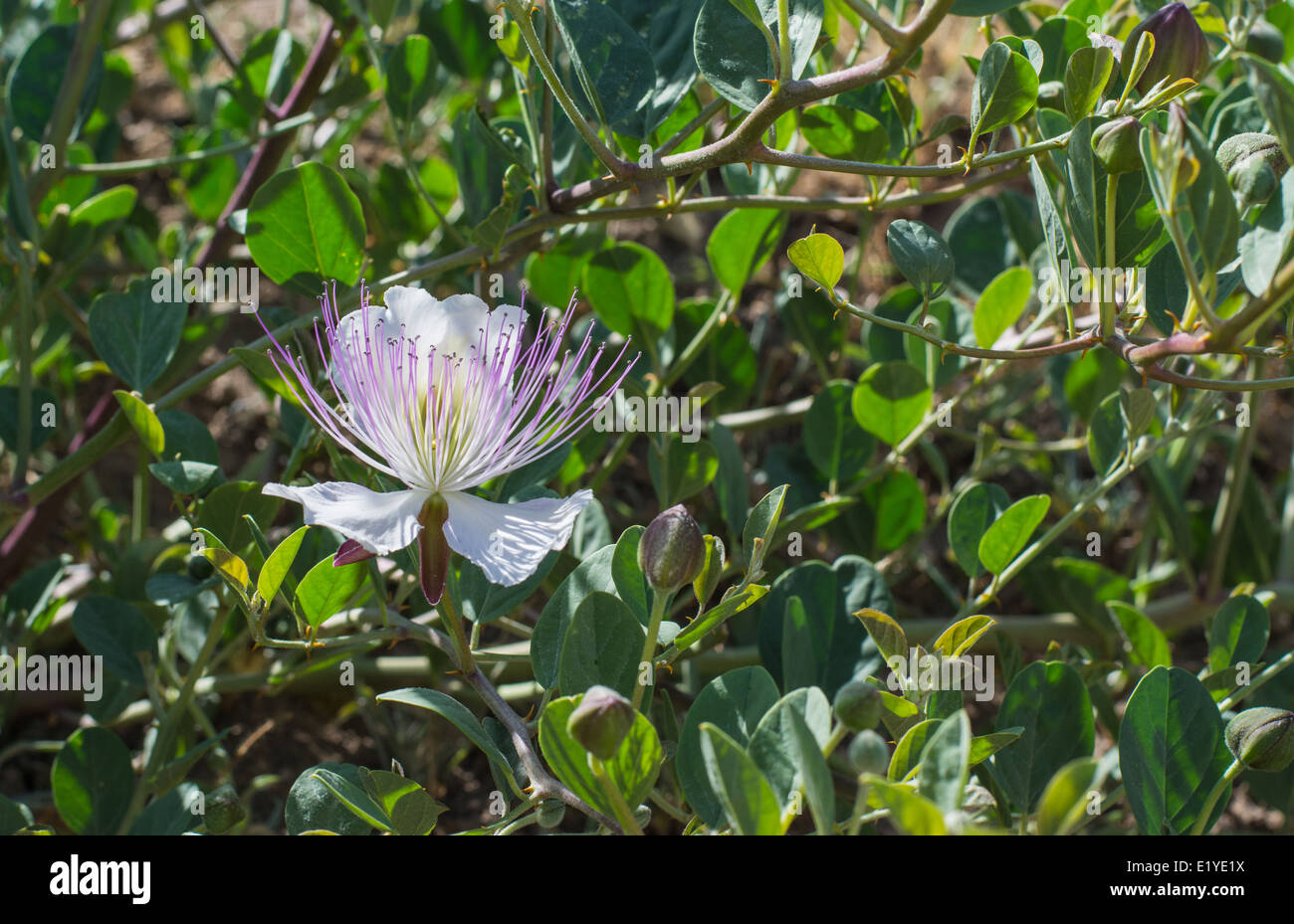 Caper flower hi-res stock photography and images - Alamy
