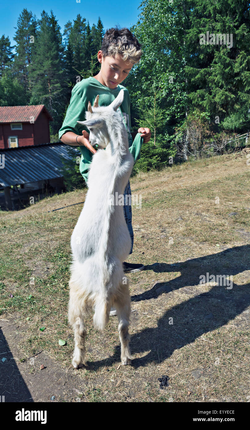 Boy holding a goat kid, baby goat Stock Photo - Alamy