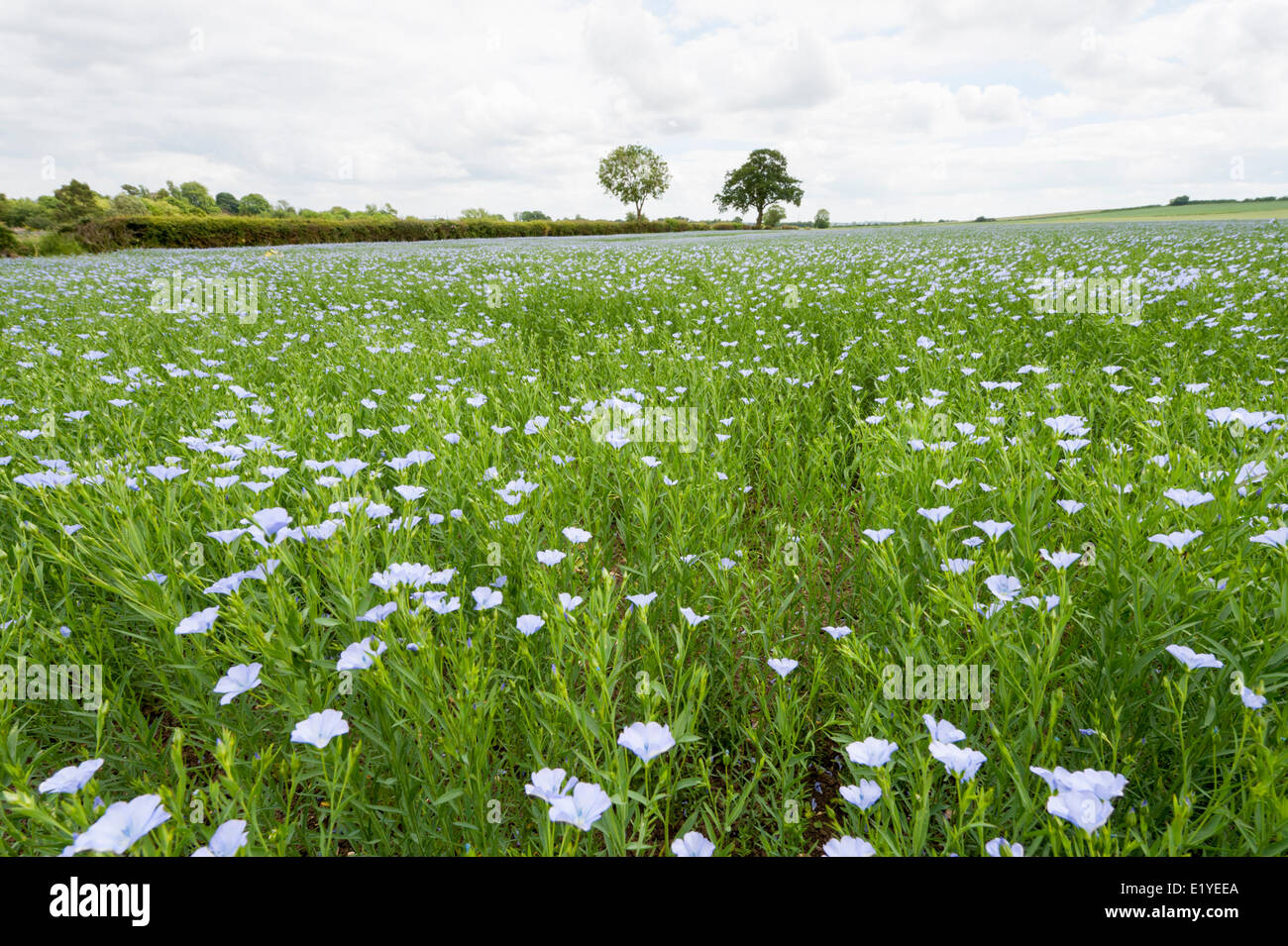 Cambridgeshire, UK. 11th June, 2014. A field of linseed bursts into ...