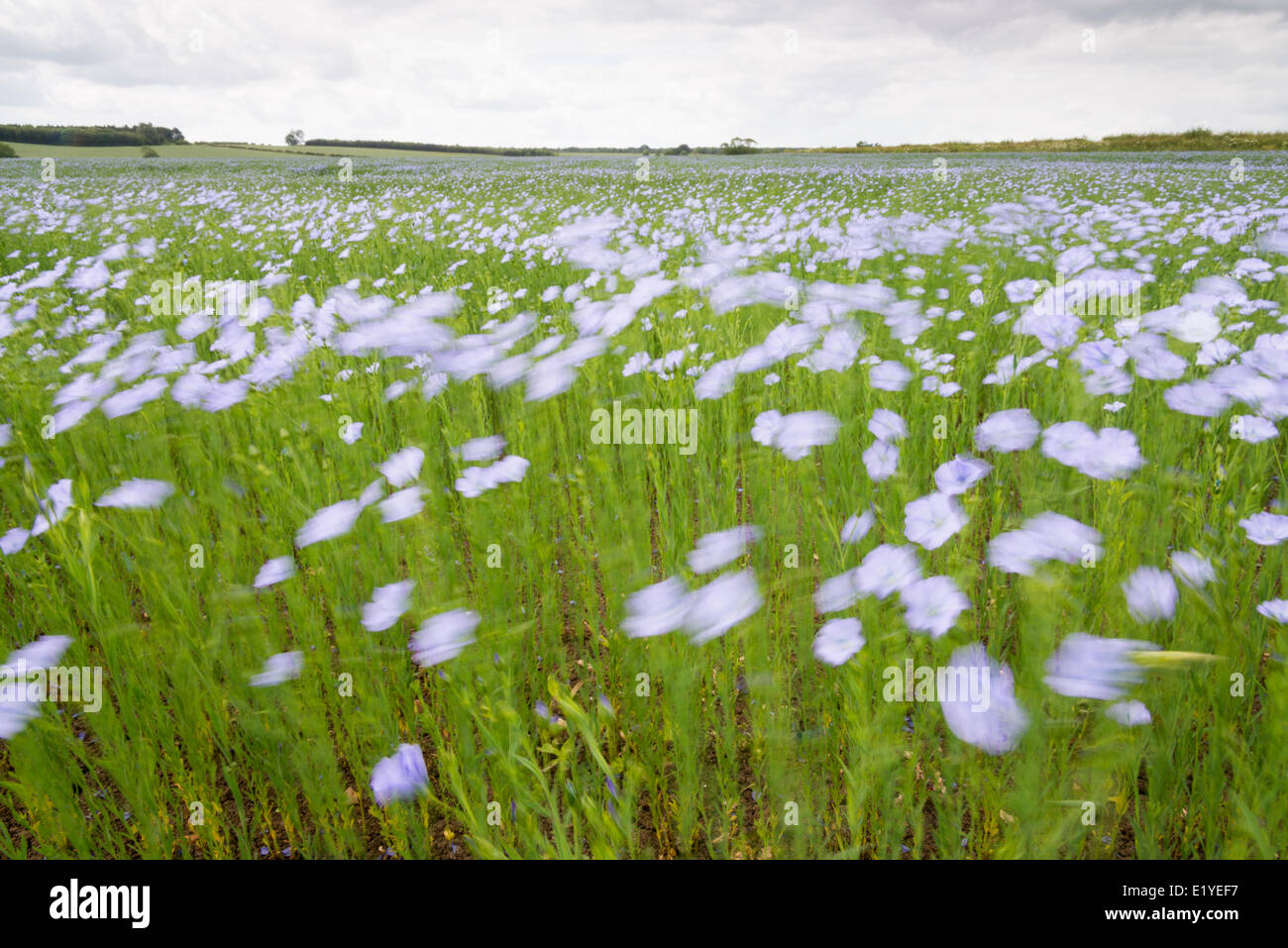 11th June 2014. A field of linseed bursts into flower on farmland near ...