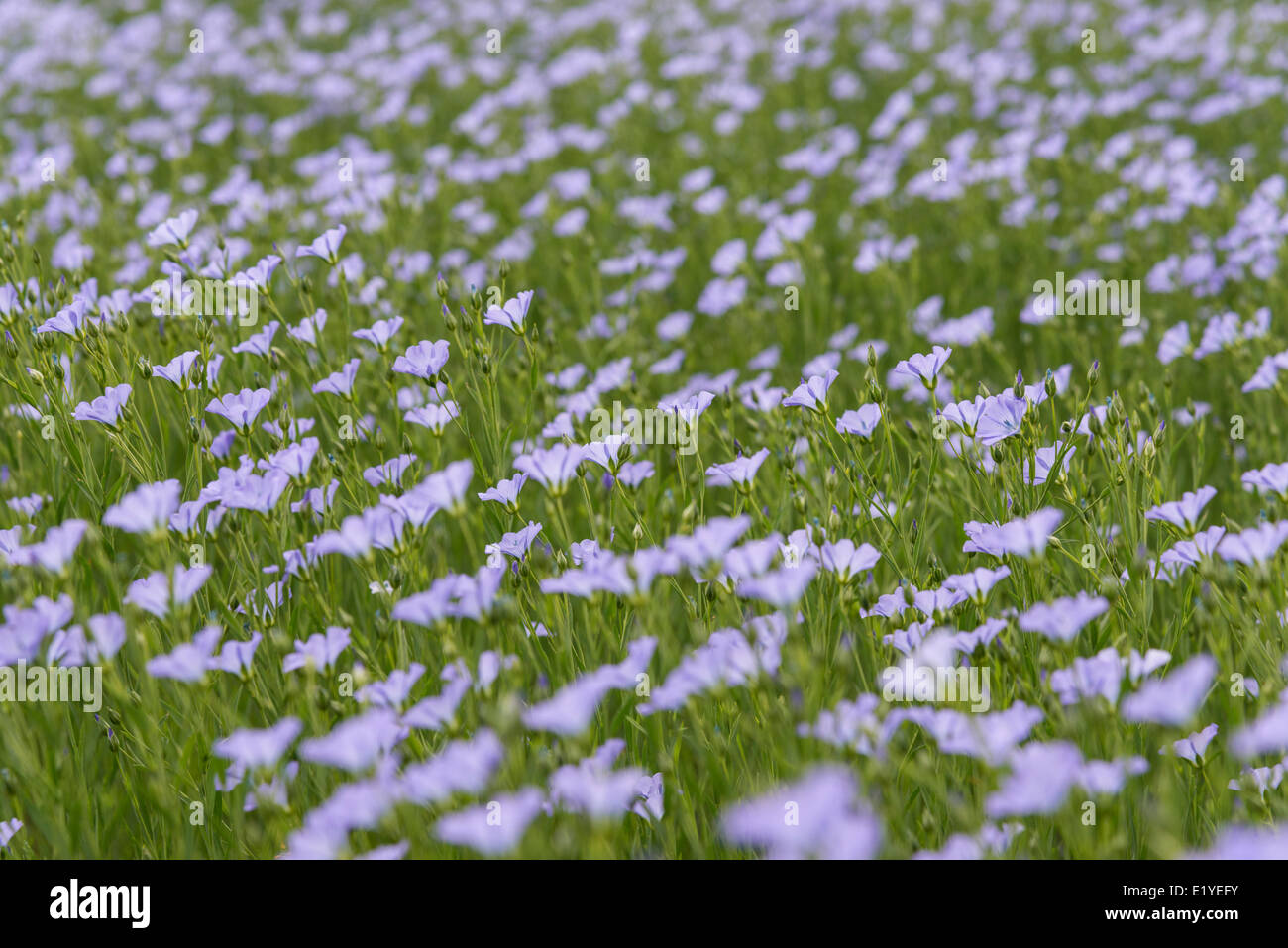 Cambridgeshire, UK. 11th June, 2014. A field of linseed bursts into ...