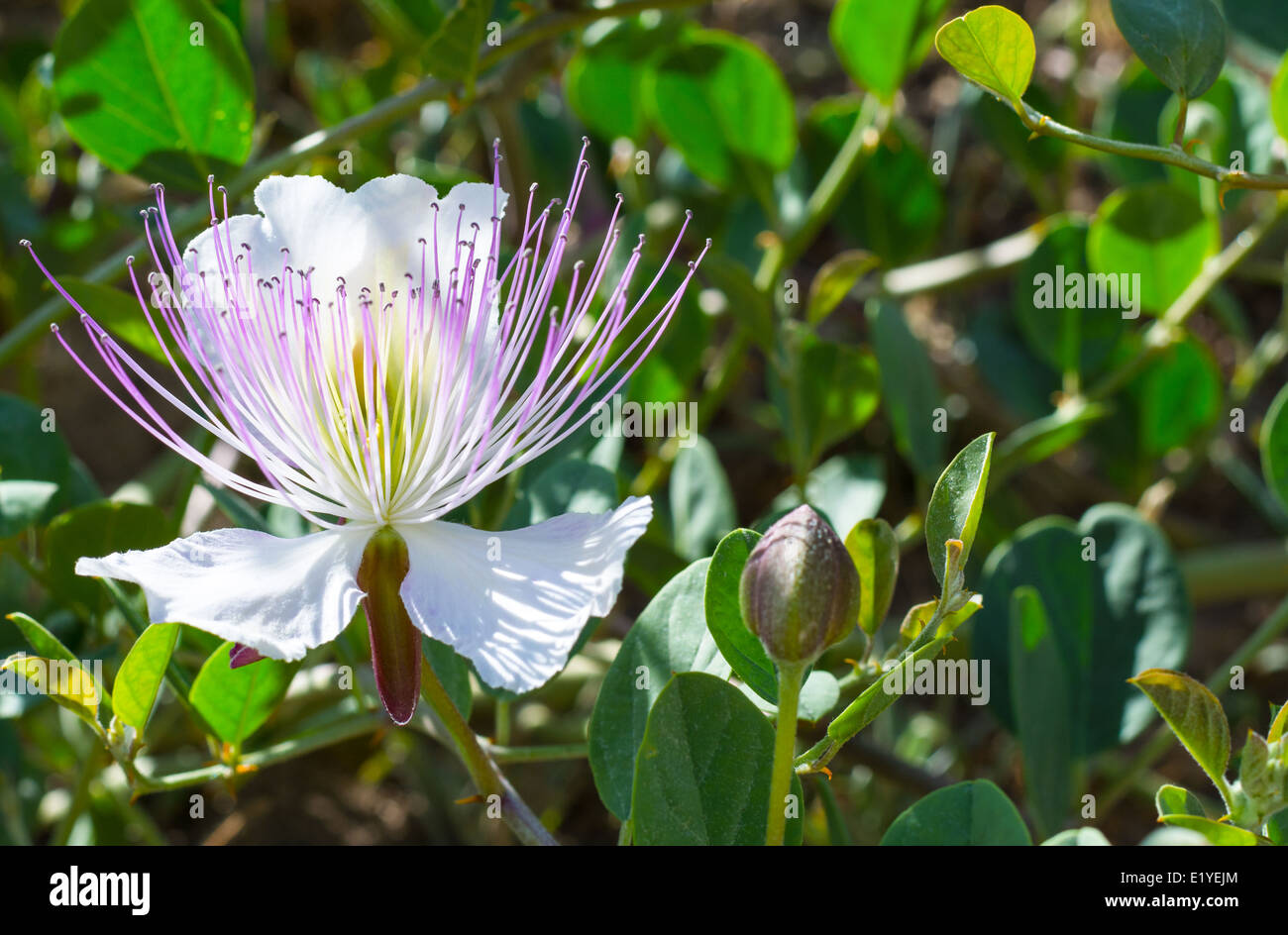 A Caper Flower taken in Spain Stock Photo - Alamy