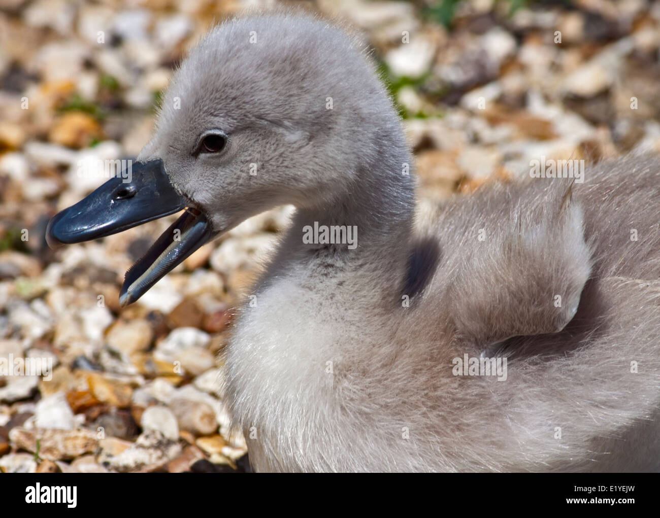 Cygnet swans hi-res stock photography and images - Alamy