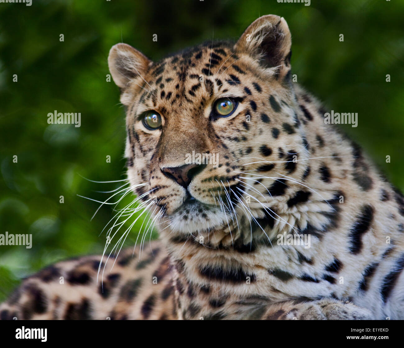 Amur Leopard (panthera pardus orientalis Stock Photo - Alamy