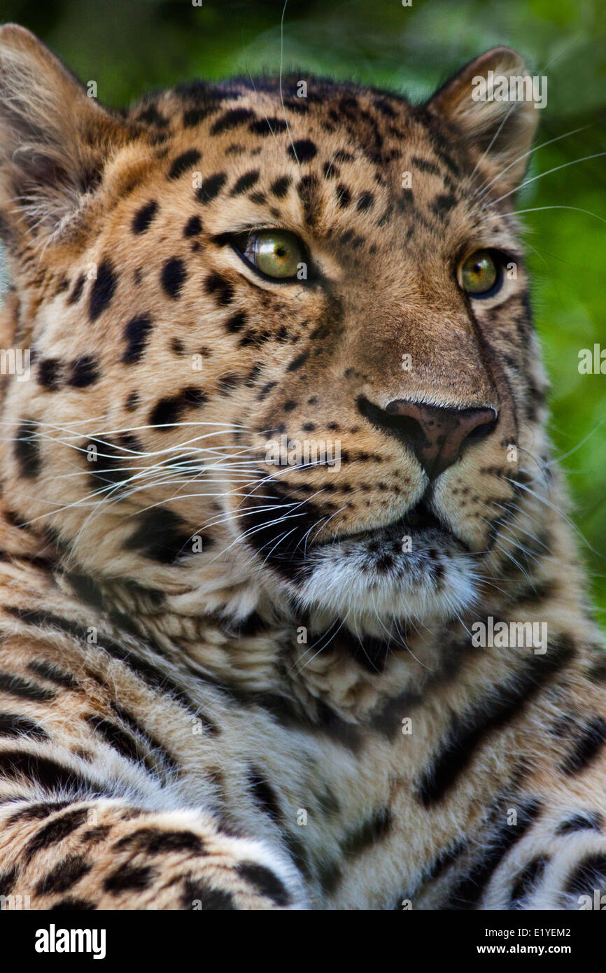 Amur Leopard (panthera pardus orientalis Stock Photo - Alamy