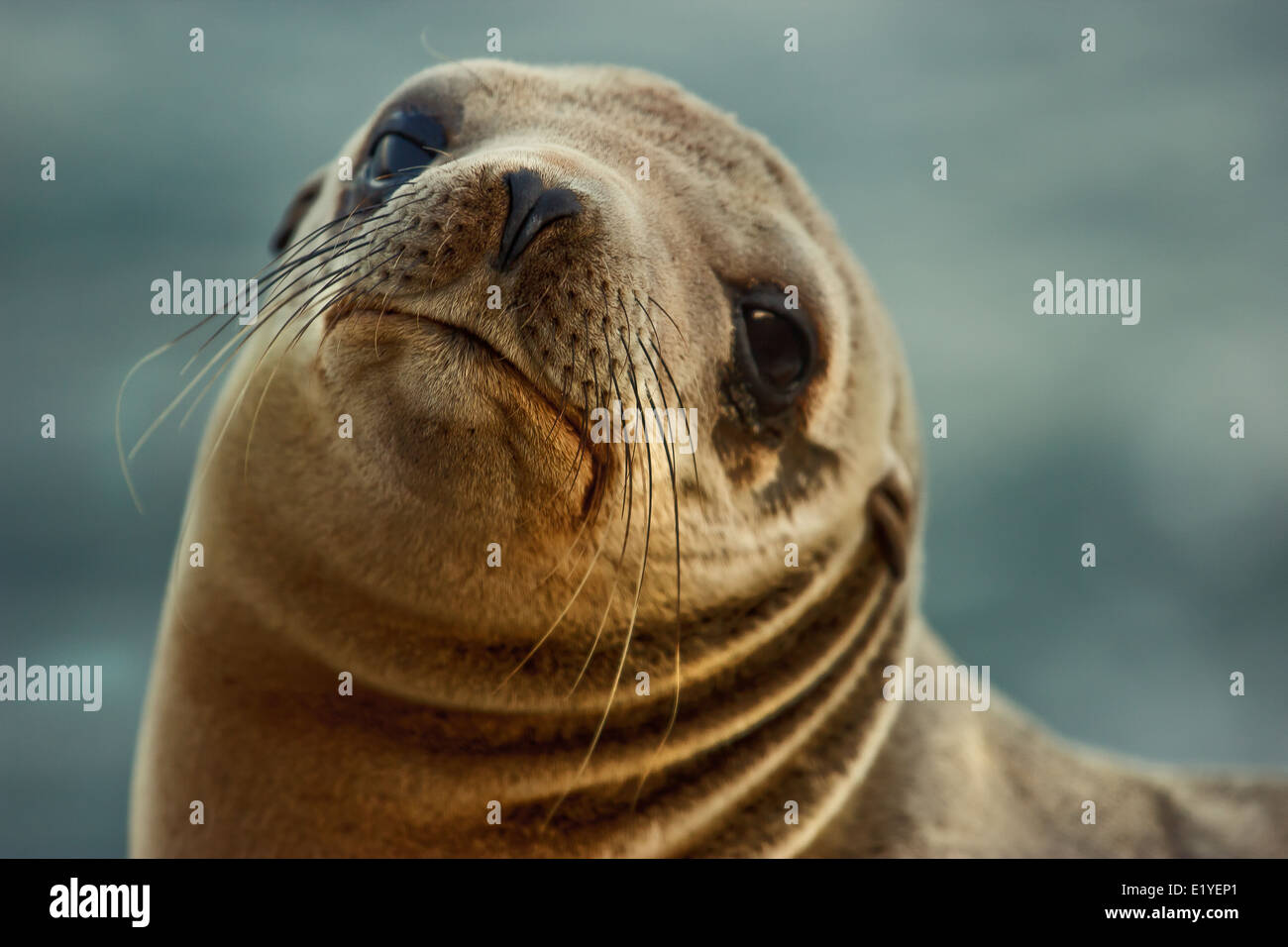 Sea Lion Close-up Stock Photo - Alamy