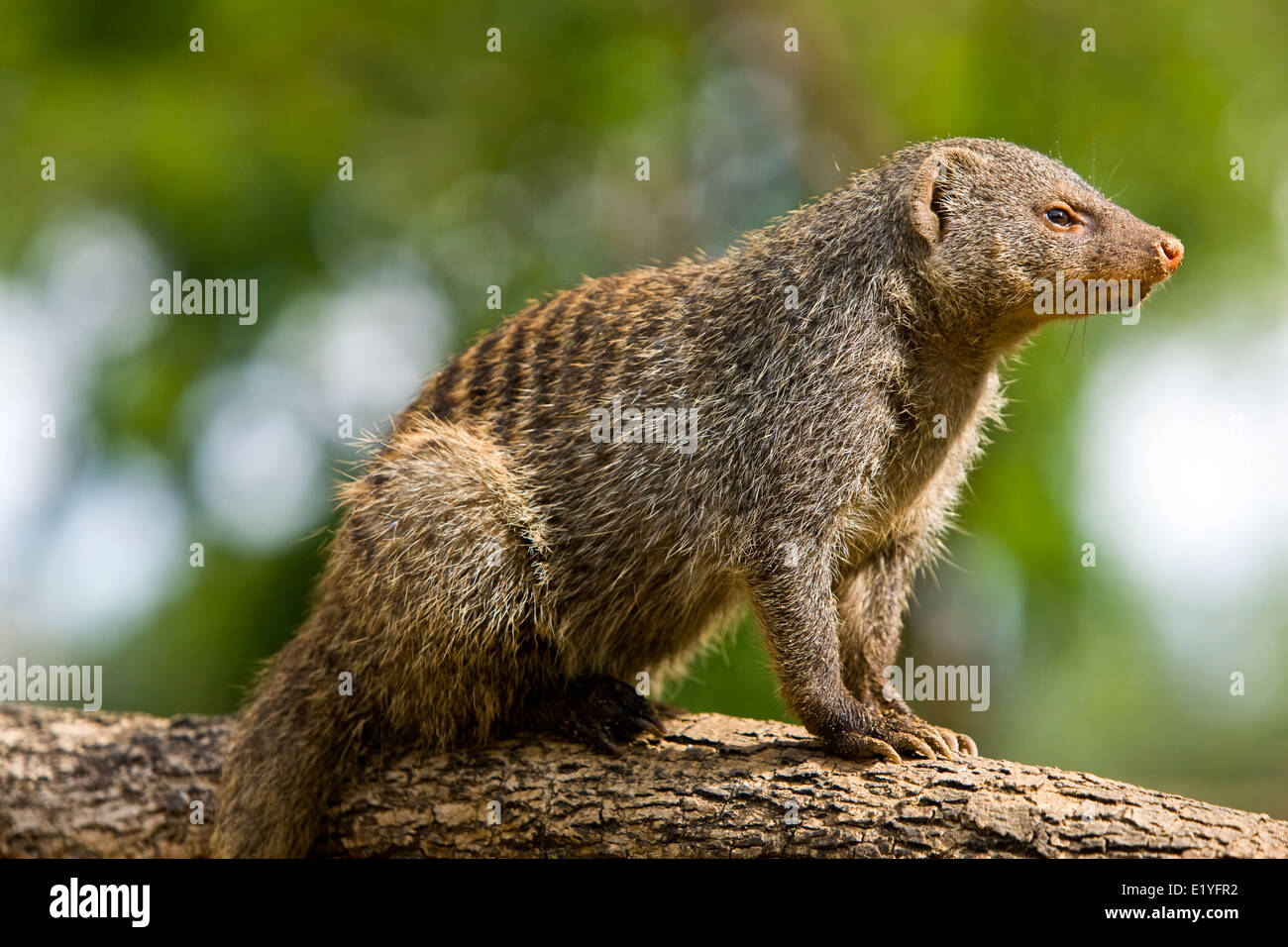 banded mongoose (Mungos mungo Stock Photo - Alamy