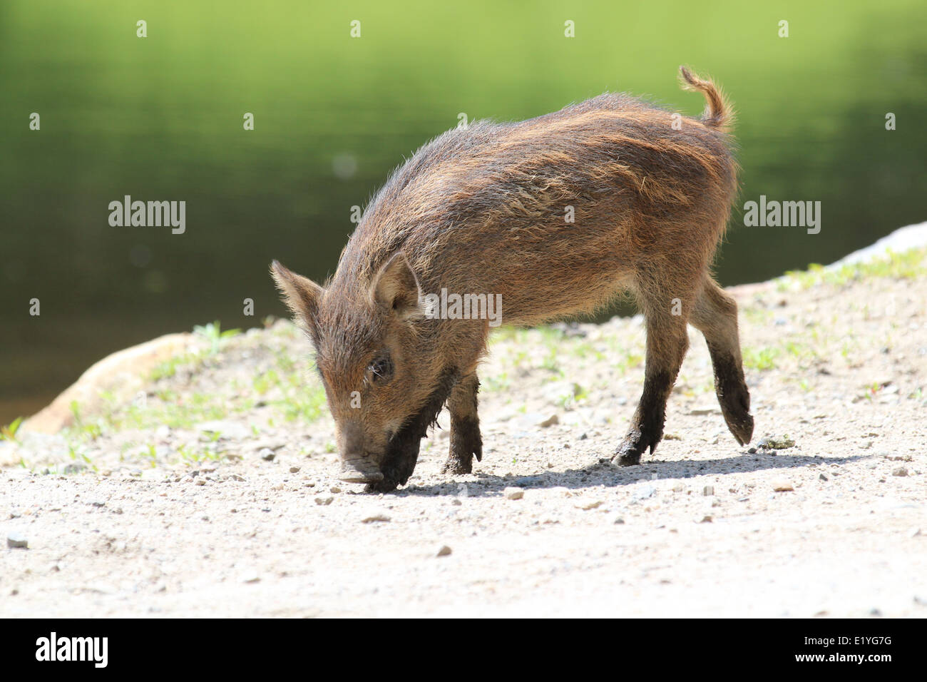 Baby Wild Boar Piglet Stock Photo - Alamy