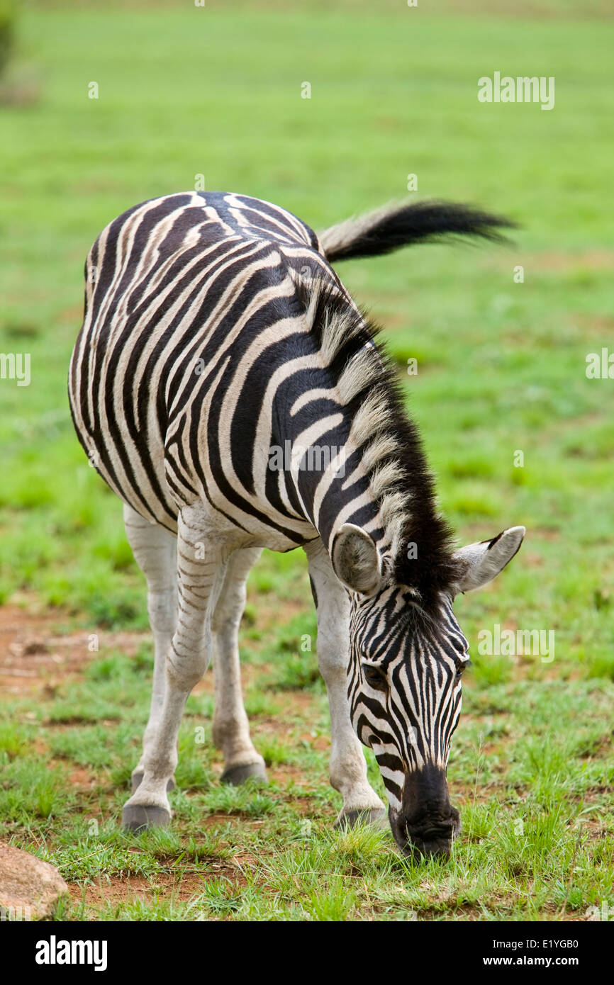 Burchell's zebra (Equus quagga burchellii Stock Photo - Alamy