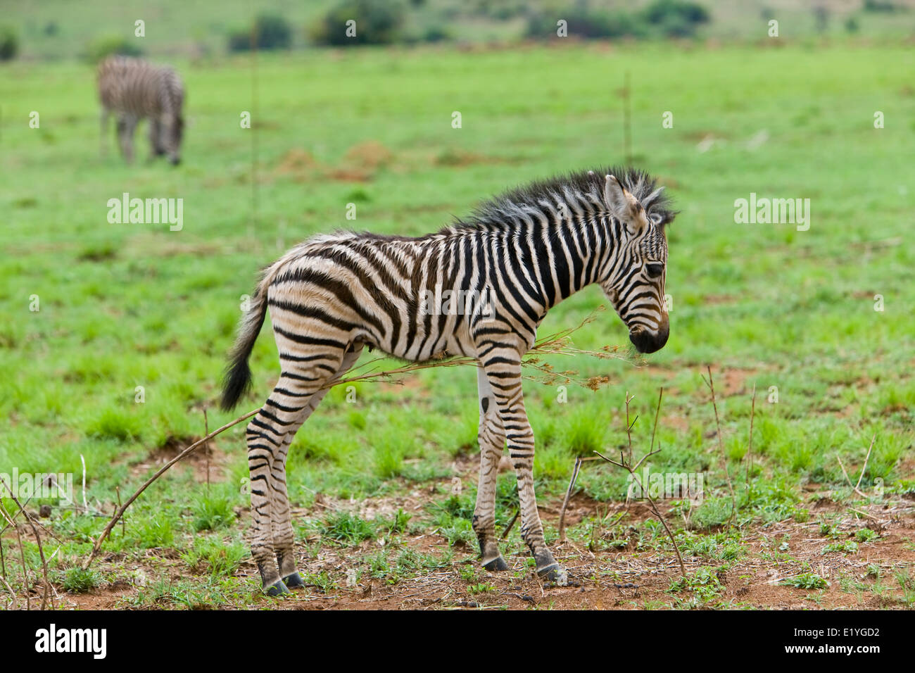 Burchell's zebra (Equus quagga burchellii Stock Photo - Alamy