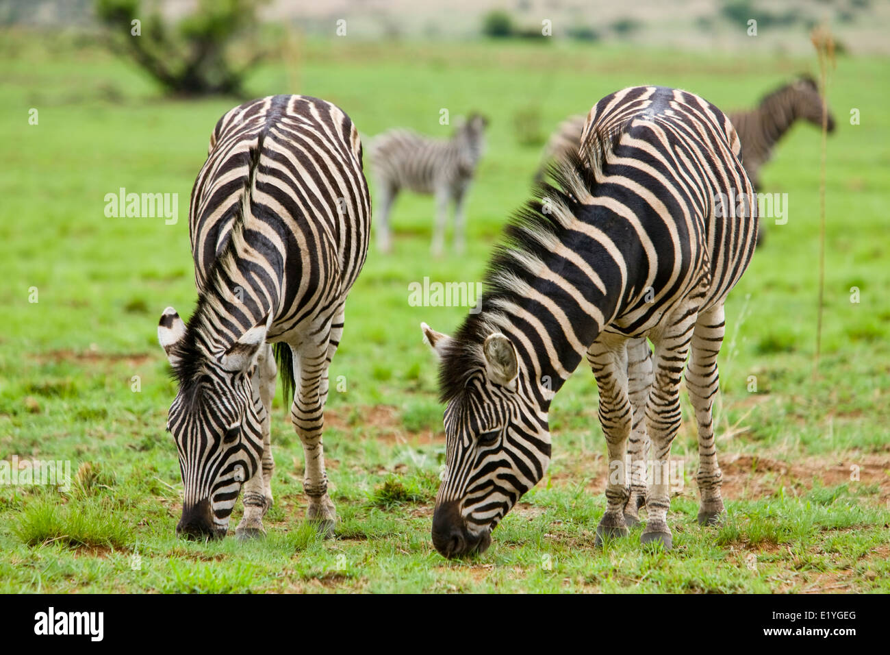 Burchell's zebra (Equus quagga burchellii Stock Photo - Alamy