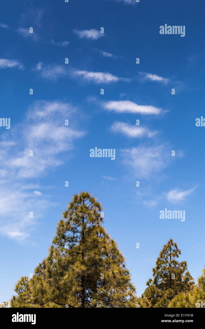 Triangle pine trees hi-res stock photography and images - Alamy
