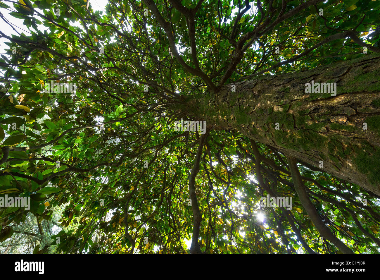 Under tree canopy hi-res stock photography and images - Alamy