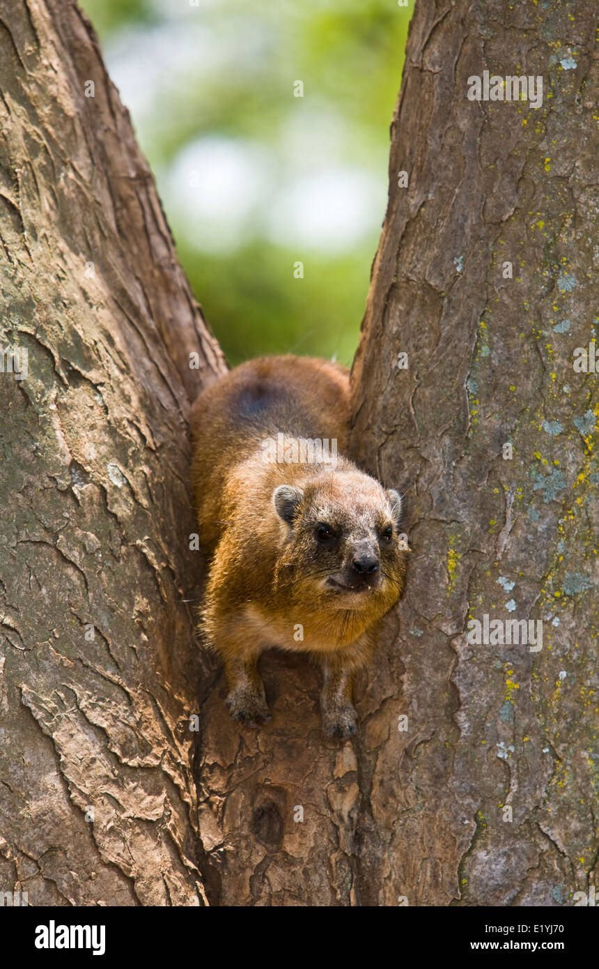 Rock badger hi-res stock photography and images - Alamy