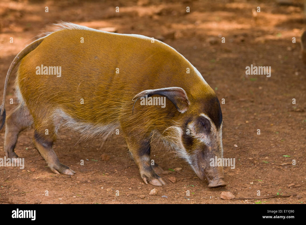 Red river hog (Potamochoerus porcus), also known as the bush pig Stock ...