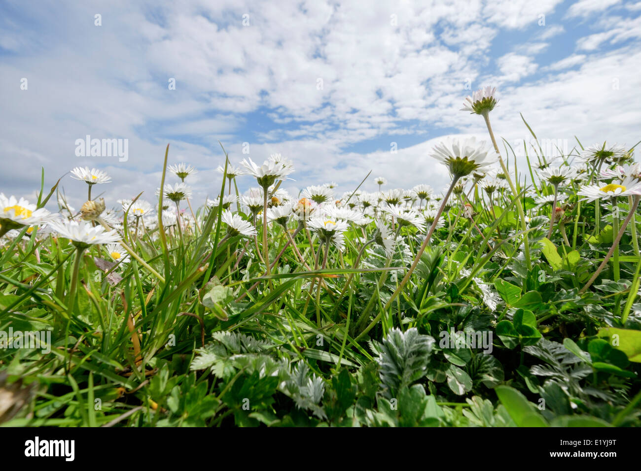 Worms' eye view of Daisies native wildflowers growing in Machair ...