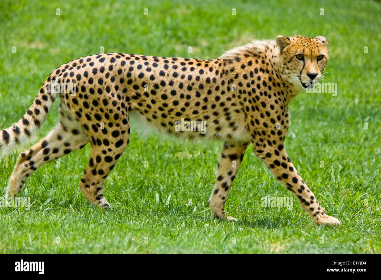 Cheetah (Acinonyx jubatus Stock Photo - Alamy