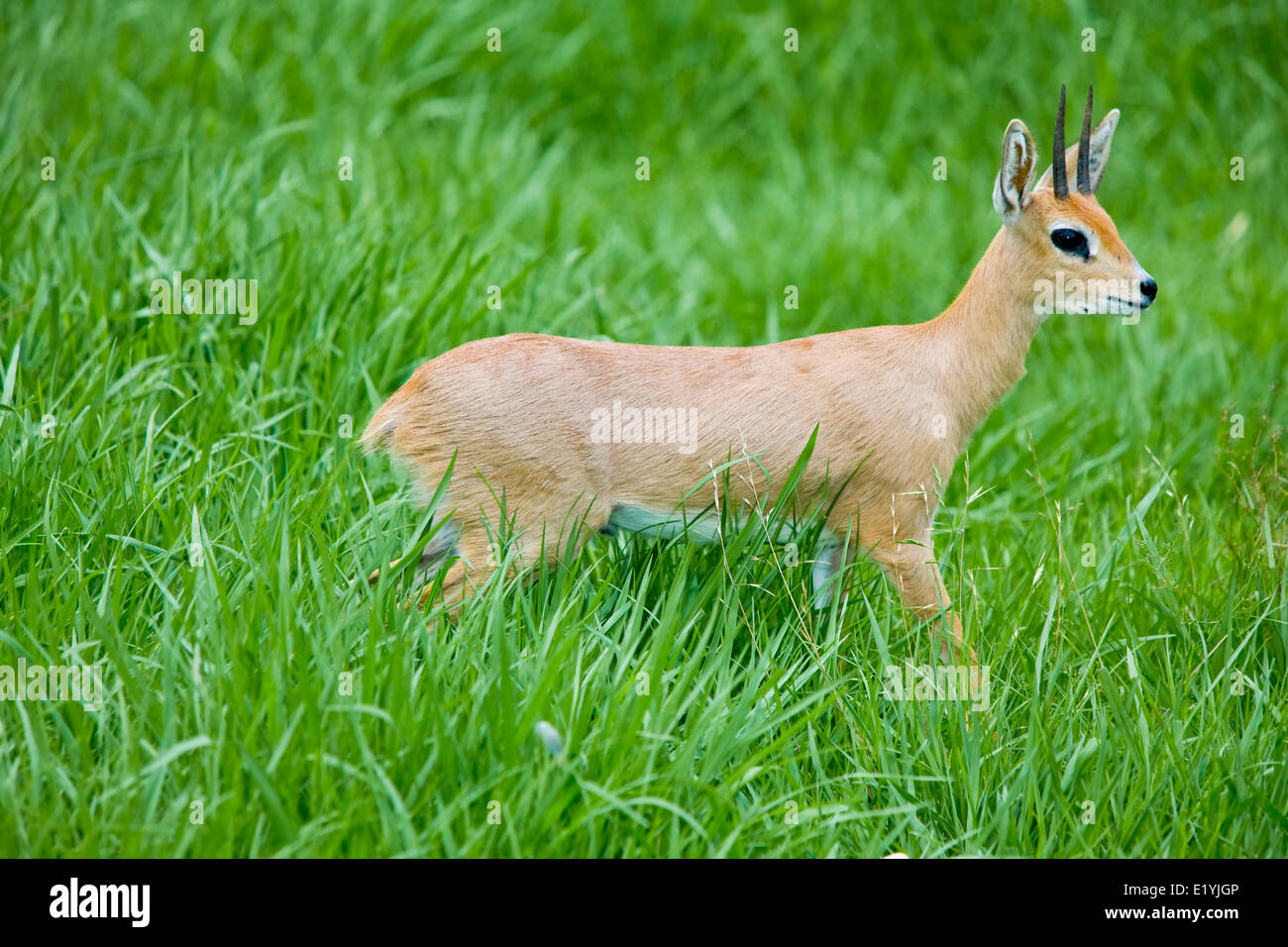 Steenbok (Raphicerus campestris), also called as steinbuck or steinbok ...